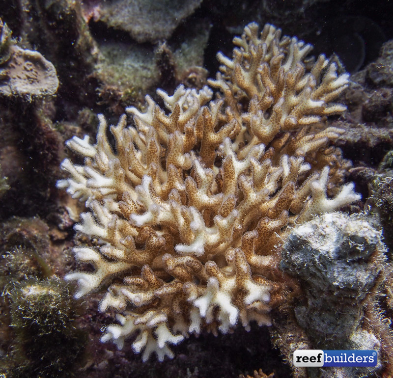 Top 5 invasive corals that border on being aquarium pests | Reef ...