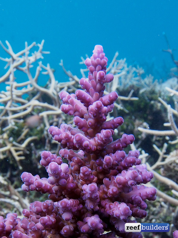 We tracked down the Purple Monster Acro to its original source | Reef ...