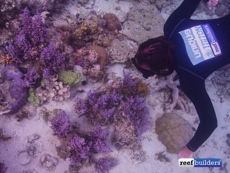 We tracked down the Purple Monster Acro to its original source | Reef ...