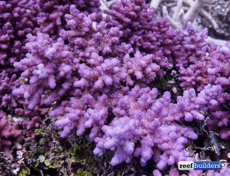 We tracked down the Purple Monster Acro to its original source | Reef ...
