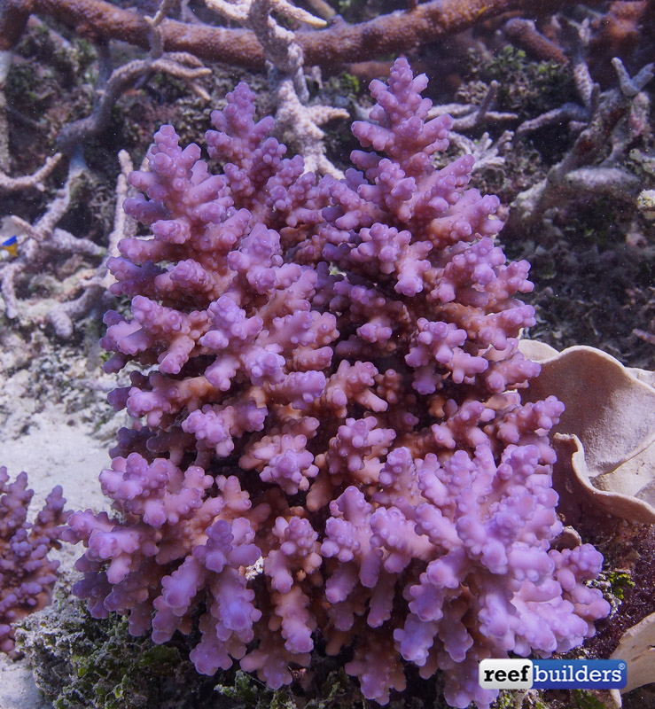 We tracked down the Purple Monster Acro to its original source | Reef ...