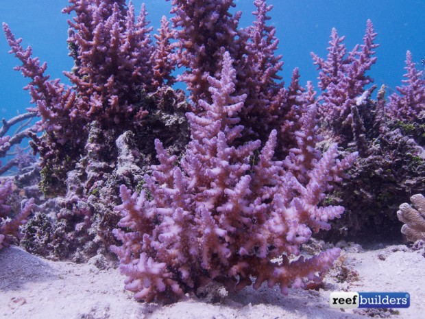We tracked down the Purple Monster Acro to its original source | Reef ...
