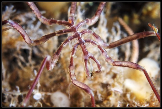 Common Coral Reef Pests and some ideas on how to remove them | Reef ...