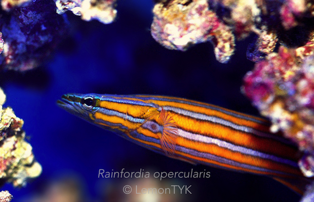Prognathodes “basabei” in serene Kyoto | Reef Builders | The Reef and ...