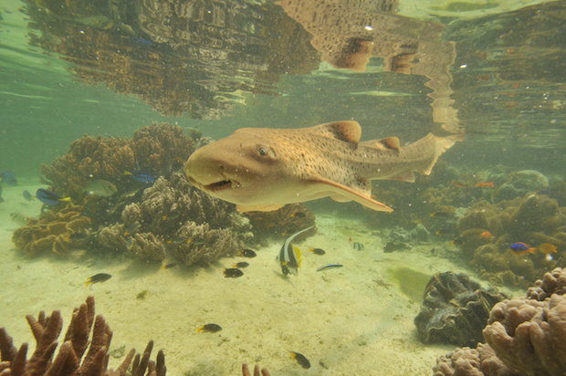 An insight into documentary film making with Richard Fitzpatrick | Reef ...