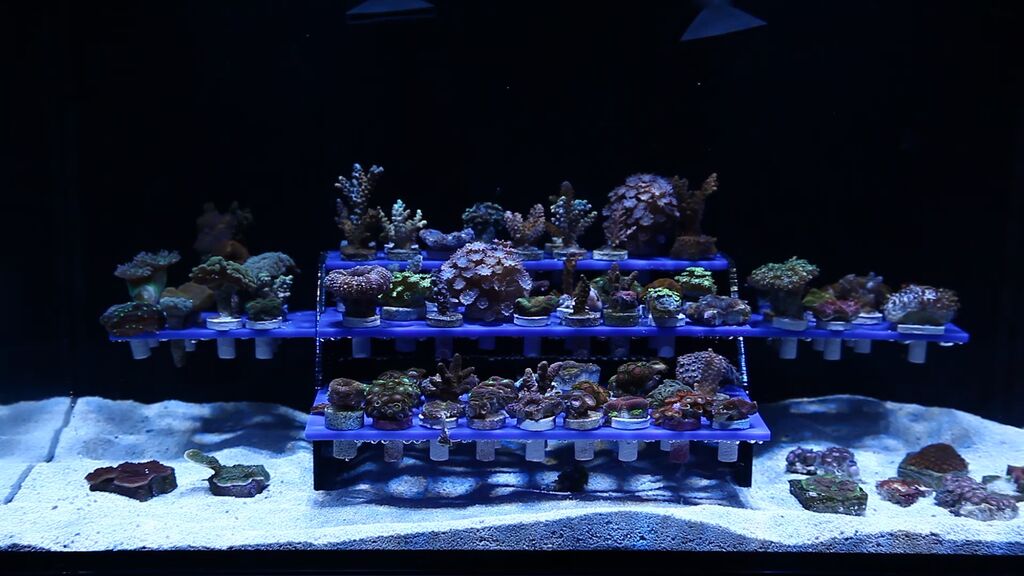 ReefRack from Innovative Marine is a unique way to showcase a frag ...