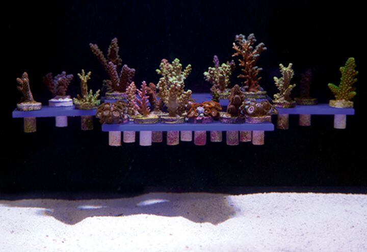 ReefRack from Innovative Marine is a unique way to showcase a frag ...