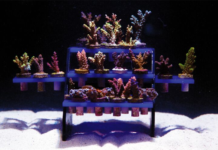 ReefRack from Innovative Marine is a unique way to showcase a frag ...