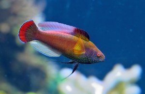 3.1 Fairy Wrasses: The rubrimarginatus group | Reef Builders | The Reef ...