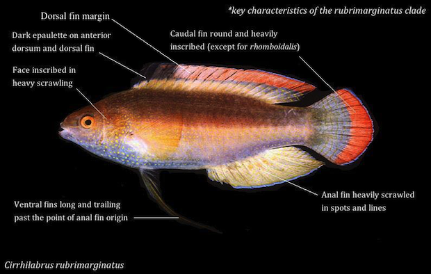 3.1 Fairy Wrasses: The rubrimarginatus group | Reef Builders | The Reef ...