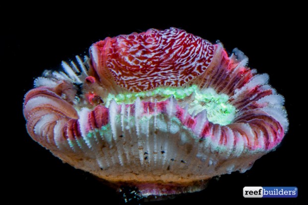 Coral flatworms can even infest our beloved Trachyphyllia | Reef ...