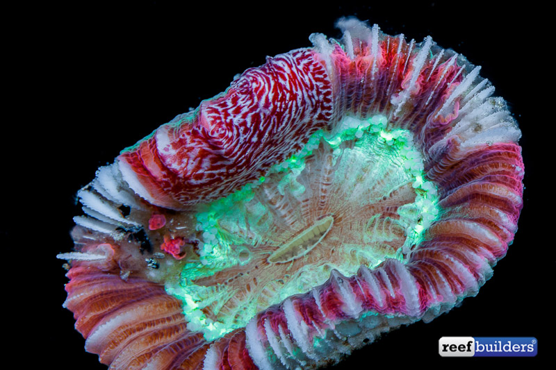 Coral flatworms can even infest our beloved Trachyphyllia | Reef ...