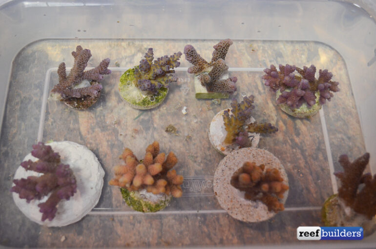 What Are Acropora Eating Flatworms And How To Treat Them | Reef ...