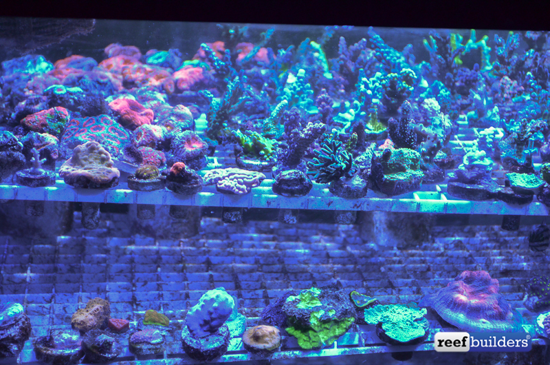 How to thoroughly quarantine your Corals | Reef Builders | The Reef and ...