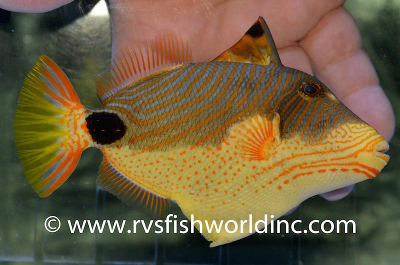 Partly xanthic undulated triggerfish collected by RVS FIshworld | Reef ...
