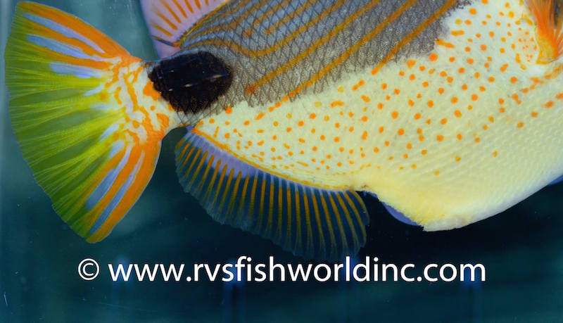 Partly xanthic undulated triggerfish collected by RVS FIshworld | Reef ...