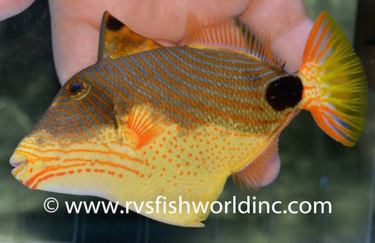 Partly xanthic undulated triggerfish collected by RVS FIshworld | Reef ...
