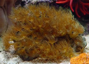 Top 5 invasive corals that border on being aquarium pests | Reef ...