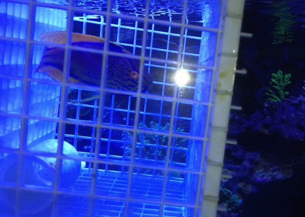 What to do with an aggressive fish | Reef Builders | The Reef and ...