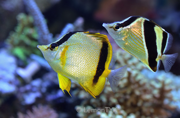 Destination Tokyo, the final frontier | Reef Builders | The Reef and ...