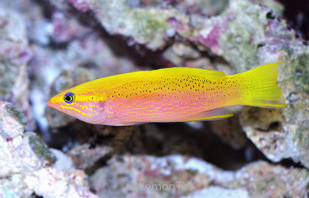 Okayama’s “Liopropoma boss” shows us how he got that name | Reef ...