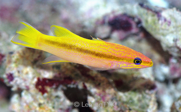Okayama’s “Liopropoma boss” shows us how he got that name | Reef ...