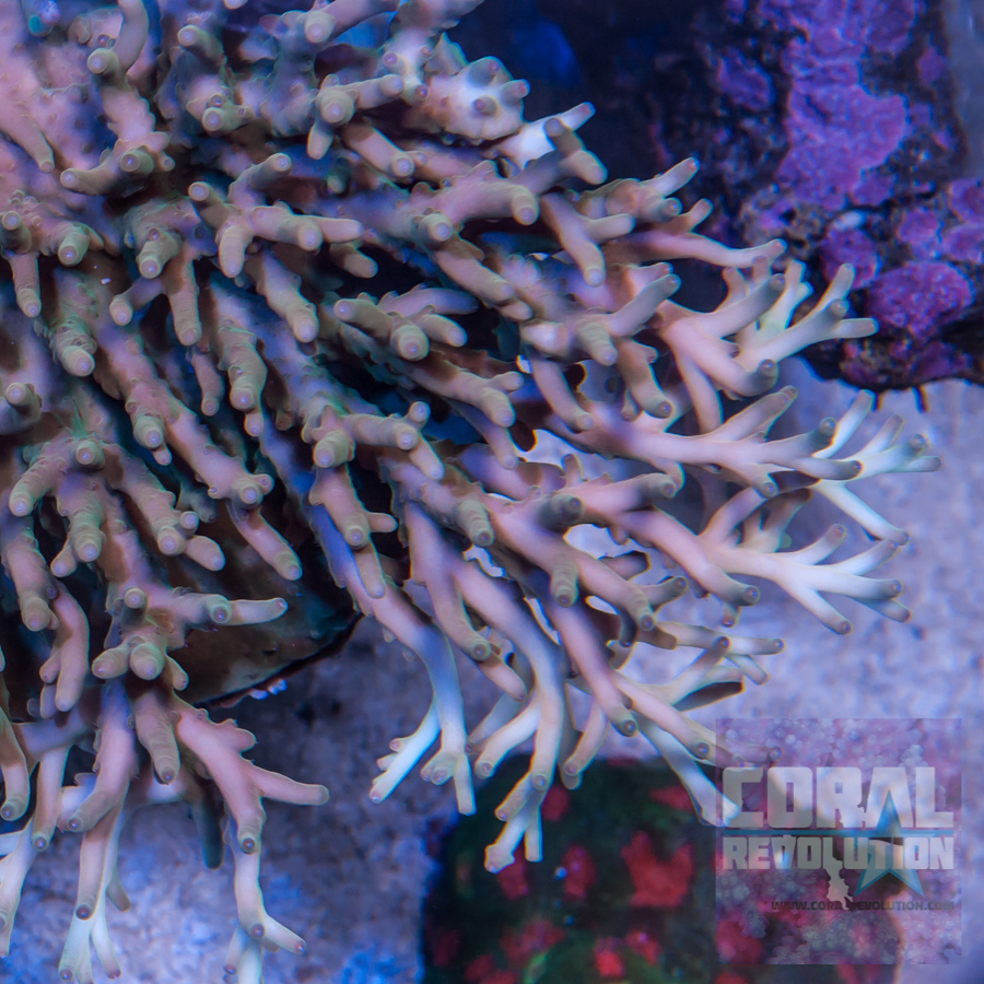 Deeper look at some recent deep water acros | Reef Builders | The Reef ...