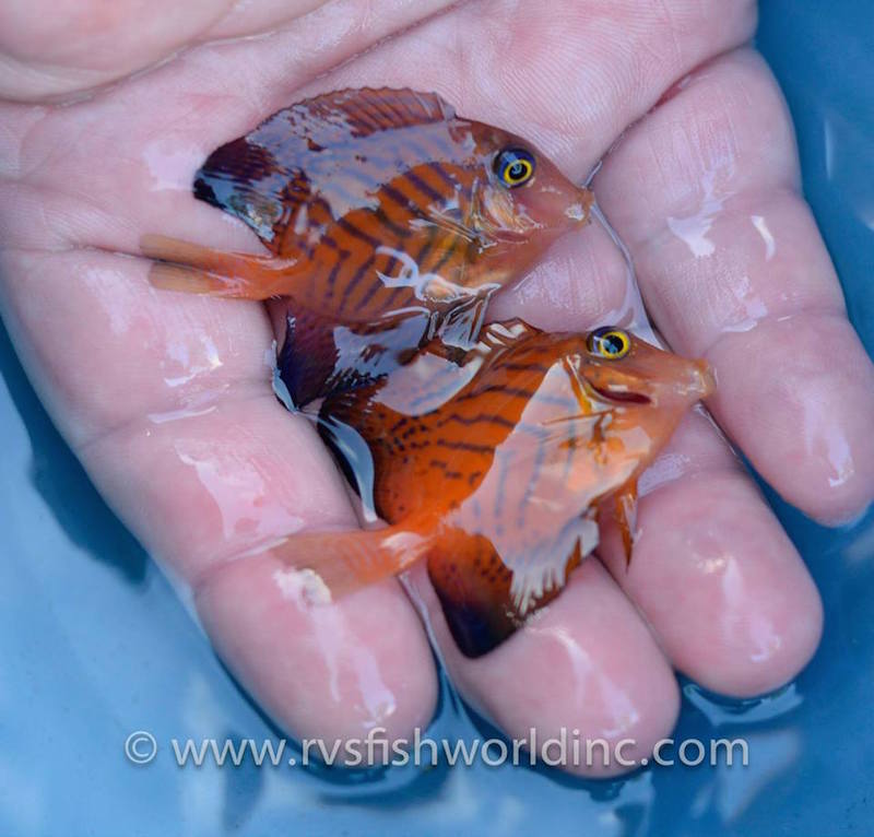 Chevron tang also turns up in the Philippines | Reef Builders | The ...