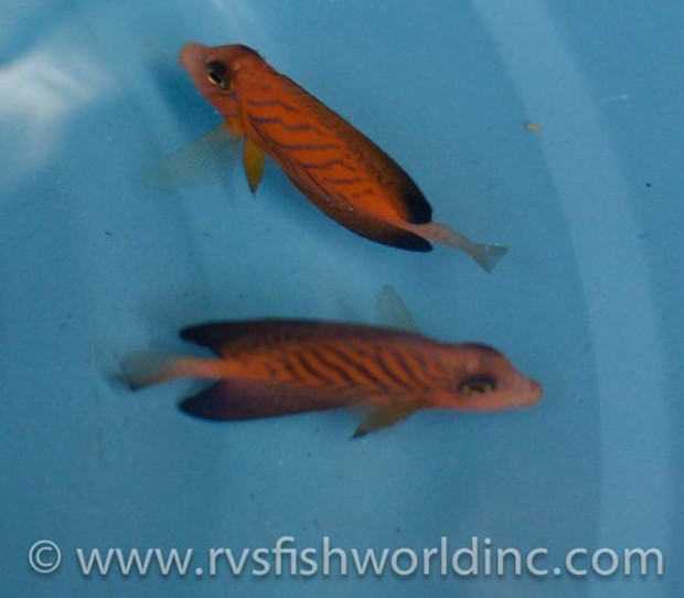 Chevron tang also turns up in the Philippines | Reef Builders | The ...