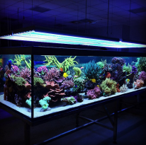 Reef Builders Instagram Eye Candy | Reef Builders | The Reef and ...
