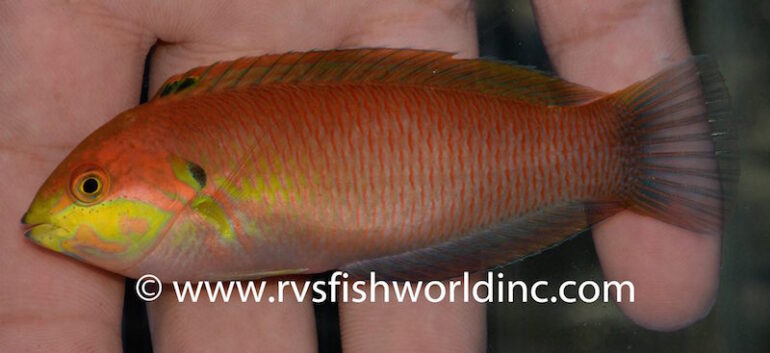 Macropharyngodon moyeri discovered and collected in the Philippines ...