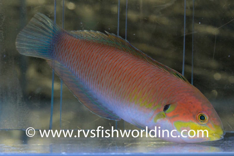 Macropharyngodon moyeri discovered and collected in the Philippines ...