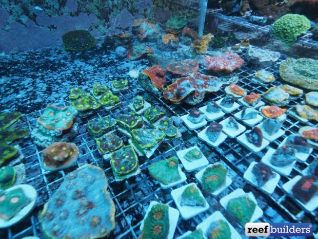 How to feed a coral reef tank | Reef Builders | The Reef and Saltwater ...