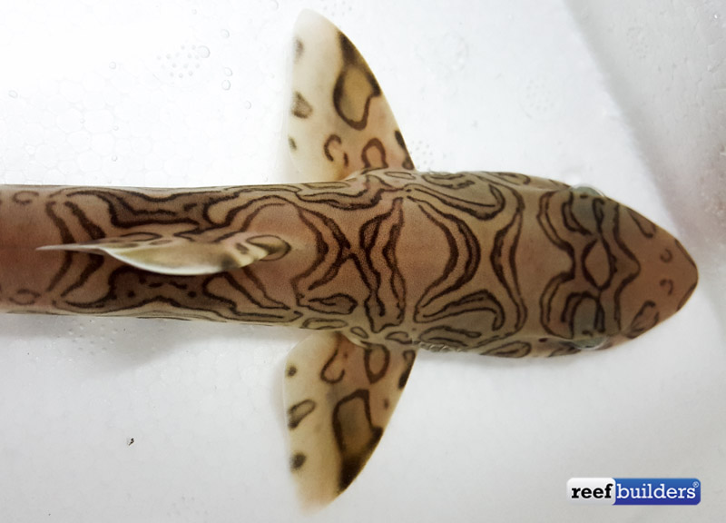 Sensational new ‘Mandarin’ cat shark collected in Philippines (updated ...