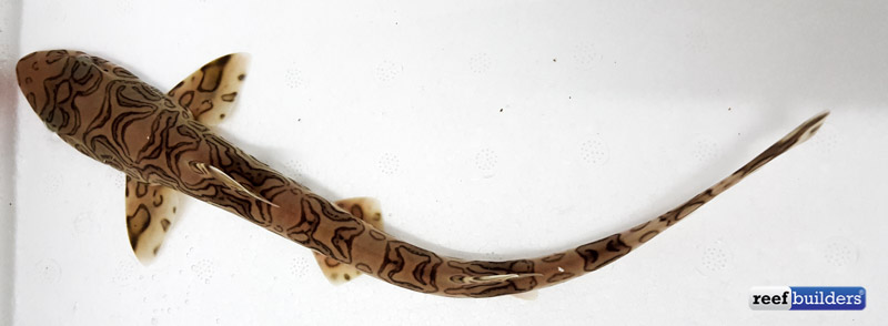 Sensational new ‘Mandarin’ cat shark collected in Philippines (updated ...