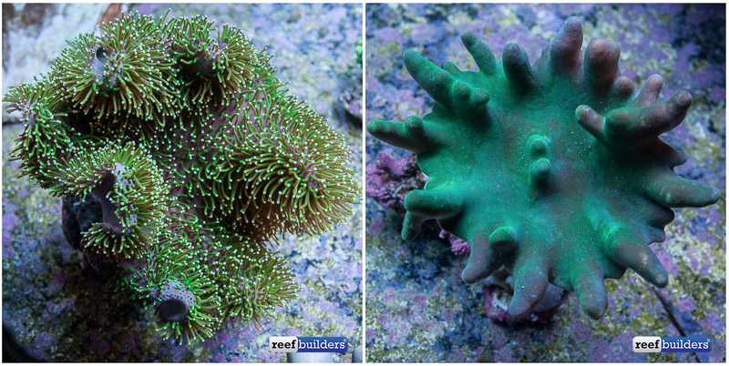 Get to know the leather corals: Sarcophyton, Lobophytum and Sinularia ...