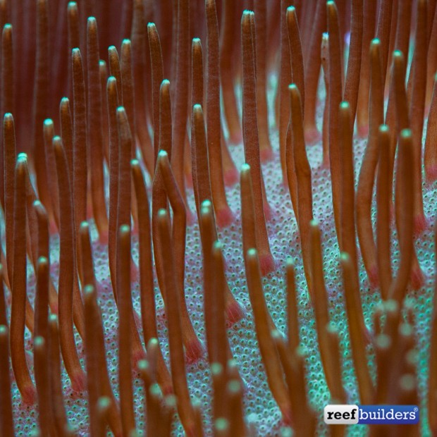 Get to know the leather corals: Sarcophyton, Lobophytum and Sinularia ...