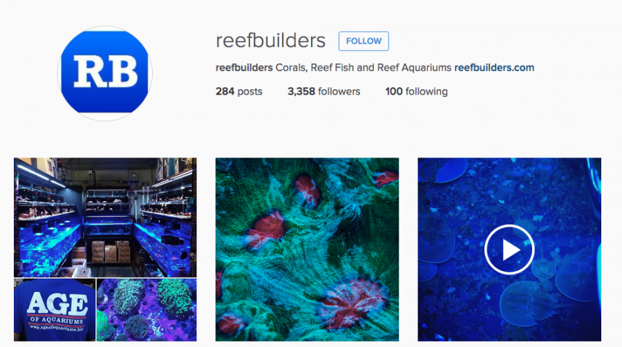 Reef Builders Instagram Eye Candy | Reef Builders | The Reef and ...