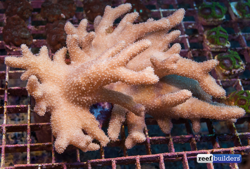 Get to know the leather corals: Sarcophyton, Lobophytum and Sinularia ...