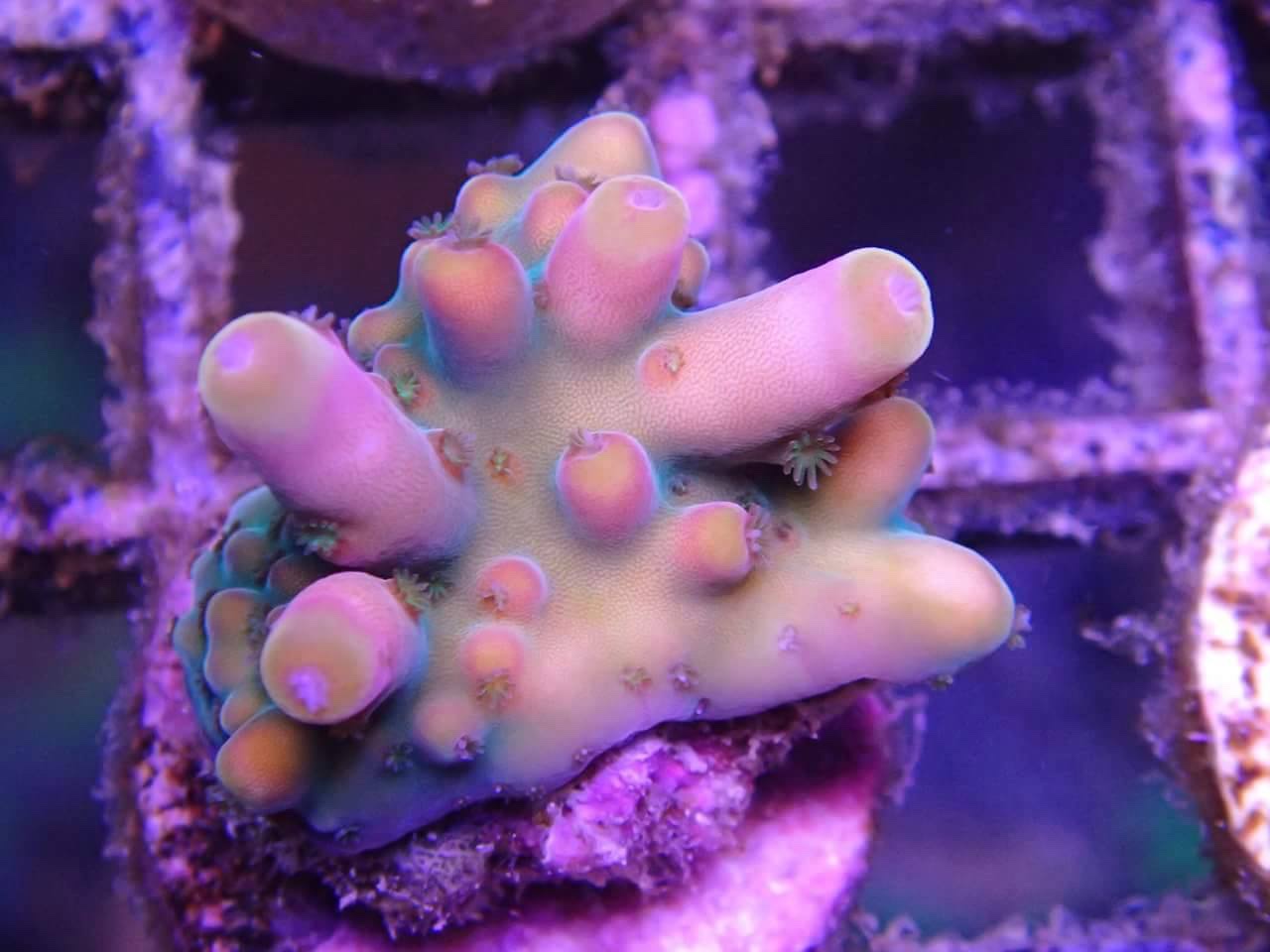 How to grow the most colorful SPS corals | Reef Builders | The Reef and ...
