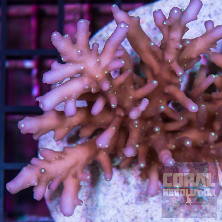 Deeper look at some recent deep water acros | Reef Builders | The Reef ...