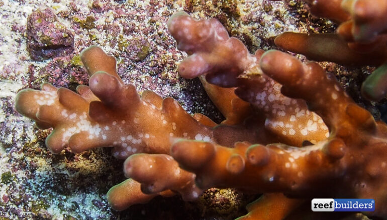 What Are Acropora Eating Flatworms And How To Treat Them | Reef ...
