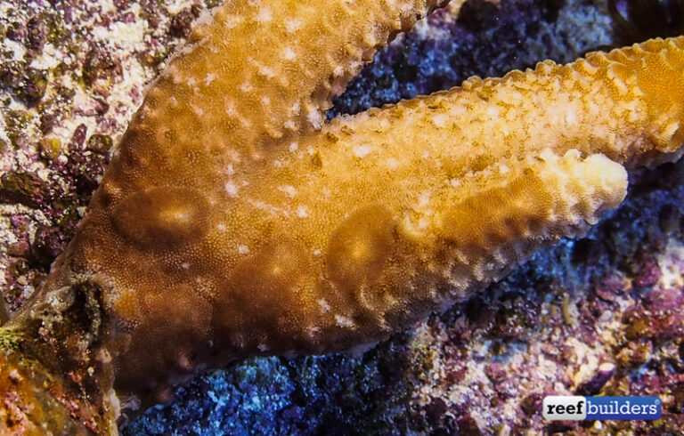 What Are Acropora Eating Flatworms And How To Treat Them | Reef ...