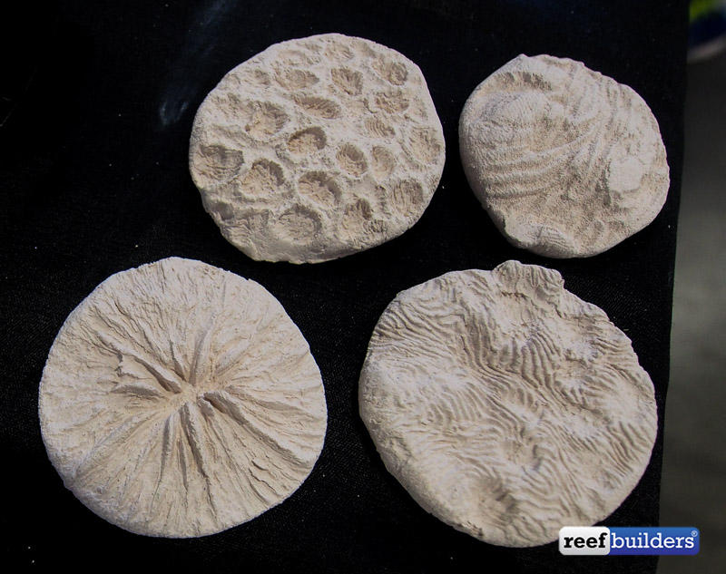 Corals can be grown on so much more than frag plugs | Reef Builders ...