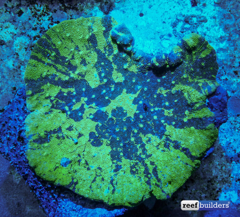 Insane purple Acropora suharsonoi with neon green ‘GFP infection ...