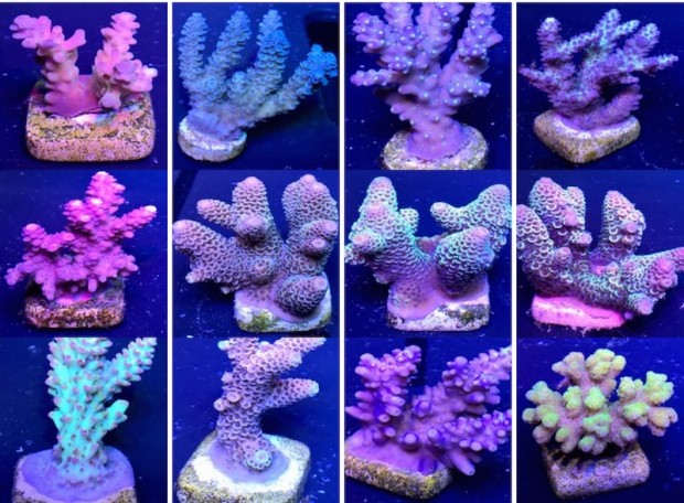 Aquacultured stony corals and Acros now coming directly from Australia ...