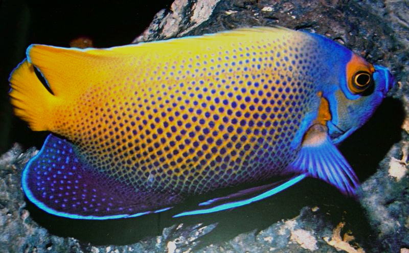 Captive bred majestic angelfish revealed by Bali Aquarich | Reef ...