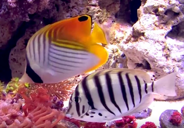 Cool video shows the whole process of exporting fish from Mauritius ...