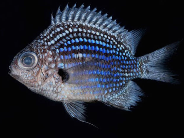 The ABCs of deepwater Chromis | Reef Builders | The Reef and Saltwater ...