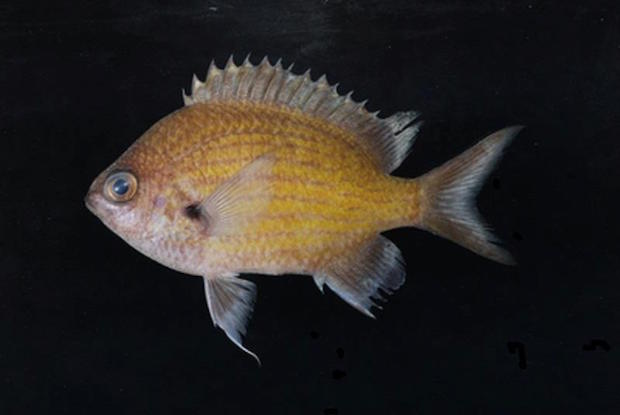 The ABCs of deepwater Chromis | Reef Builders | The Reef and Saltwater ...